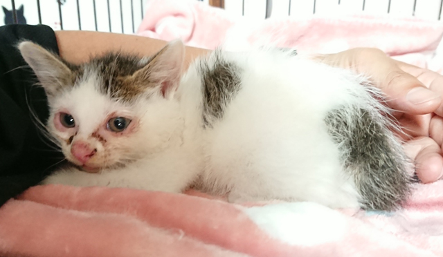 frisk-2 | ANIMAL AID