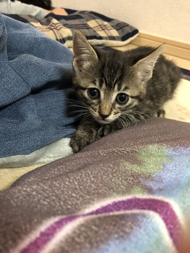 dougo20180621-2 | ANIMAL AID