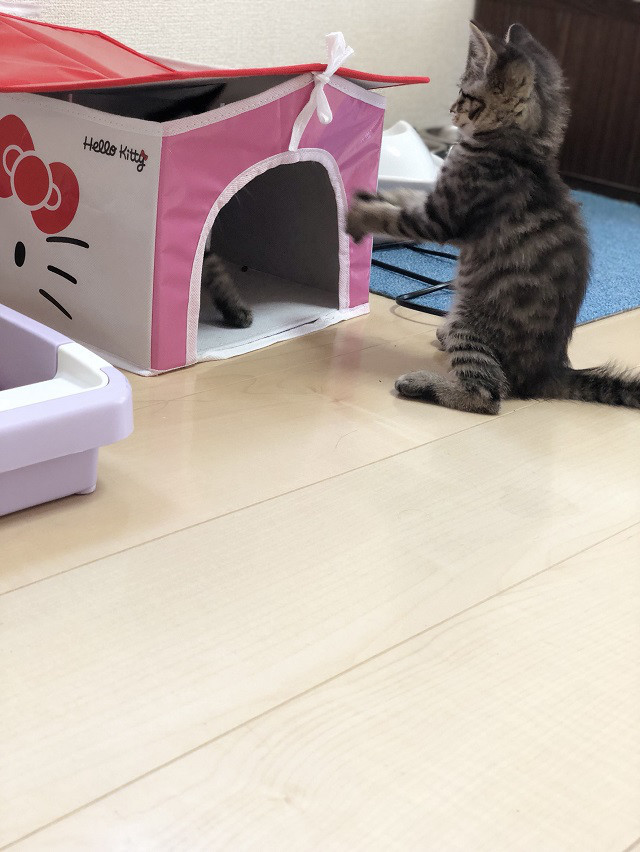 dougo20180703-2 | ANIMAL AID
