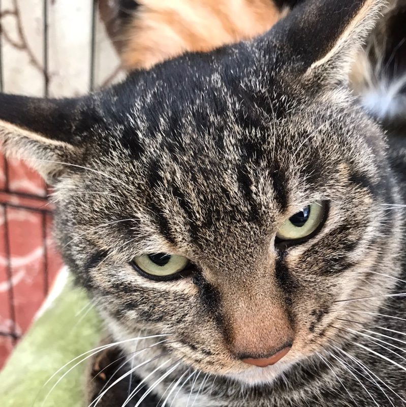 ルドルフ | ANIMAL AID