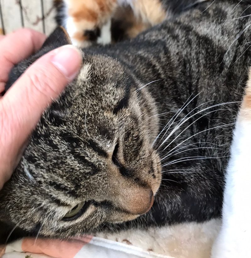 ルドルフ | ANIMAL AID