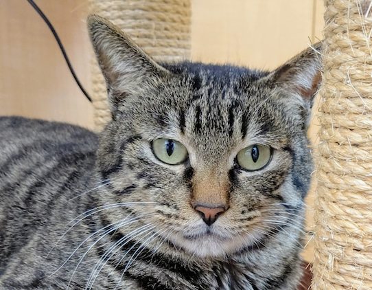 ルドルフ | ANIMAL AID