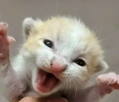 くりりん | ANIMAL AID