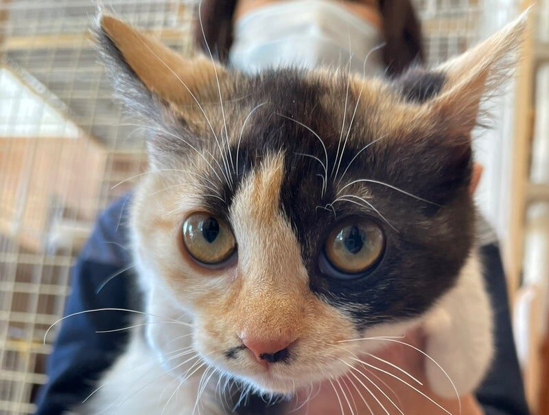 シュシュ | ANIMAL AID